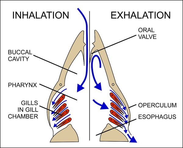Breathing Exercises - Back to Health Wellness Centre